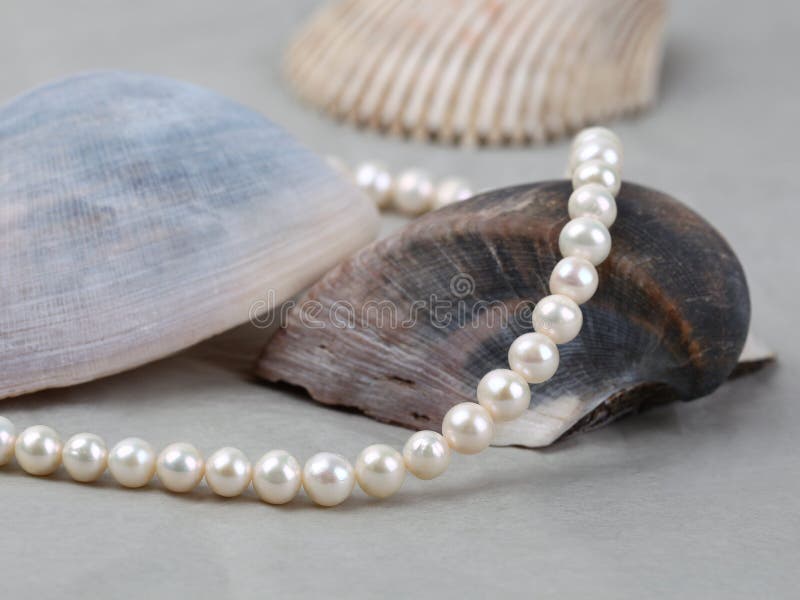 Pearl Necklace on Marine Shell Background Stock Photo - Image of luxury ...