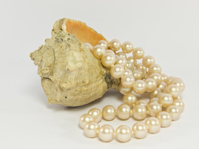 Pearl Necklace with a Sea Shell Stock Photo - Image of isolated, neck ...