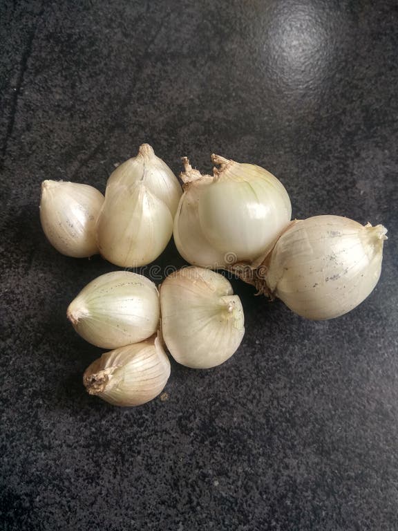 The pearl onion stock photo. Image of tree, produce - 251627558