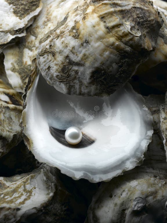Pearl in Oyster Shell stock image. Image of expensive - 7291495