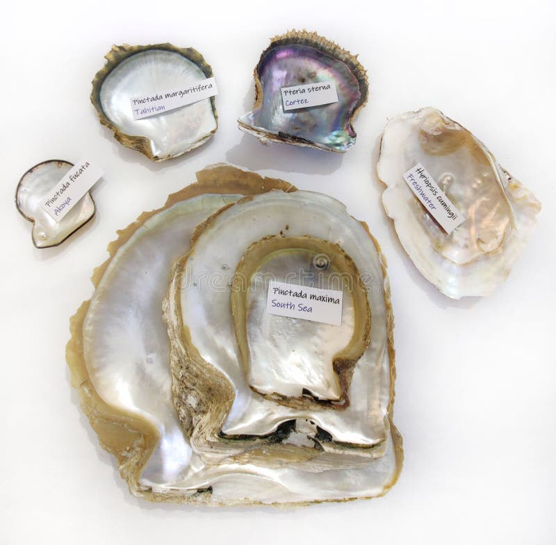 Pearl Producing Mollusk Shells Stock Photo - Image of pearl ...