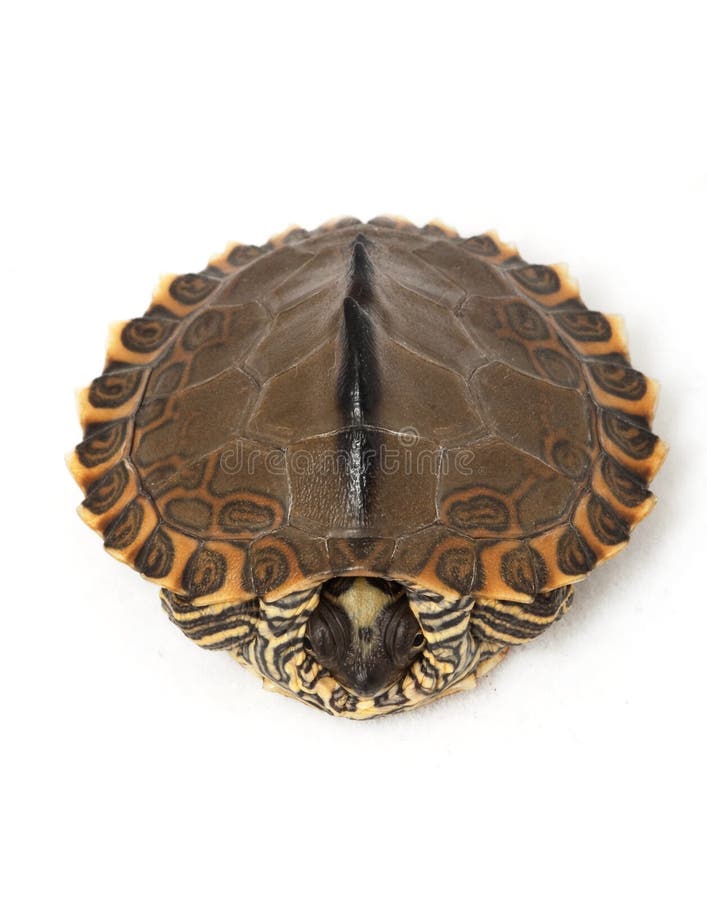 Baby False Map Turtle