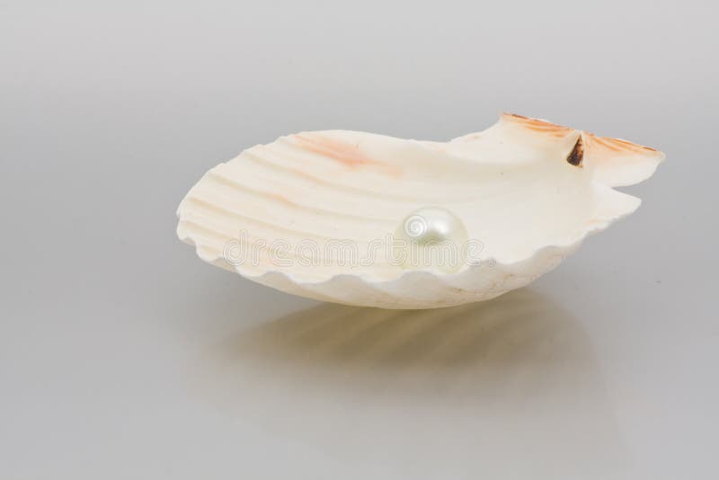 Sea shell with pearl stock image. Image of closeup, beautiful - 14422059