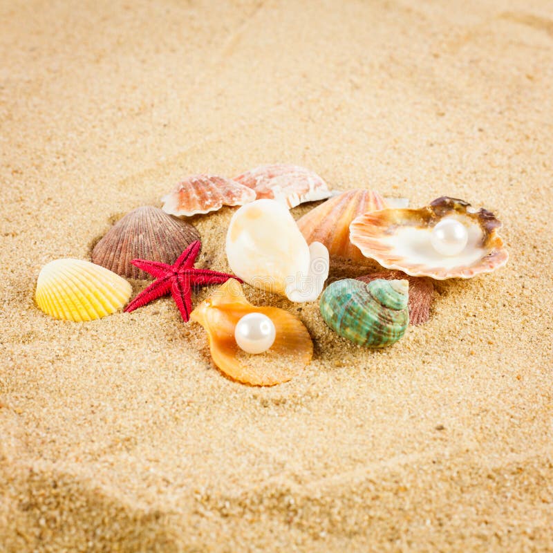 Pearl on the Seashell . the Exotic Sea Shell Stock Image - Image of ...