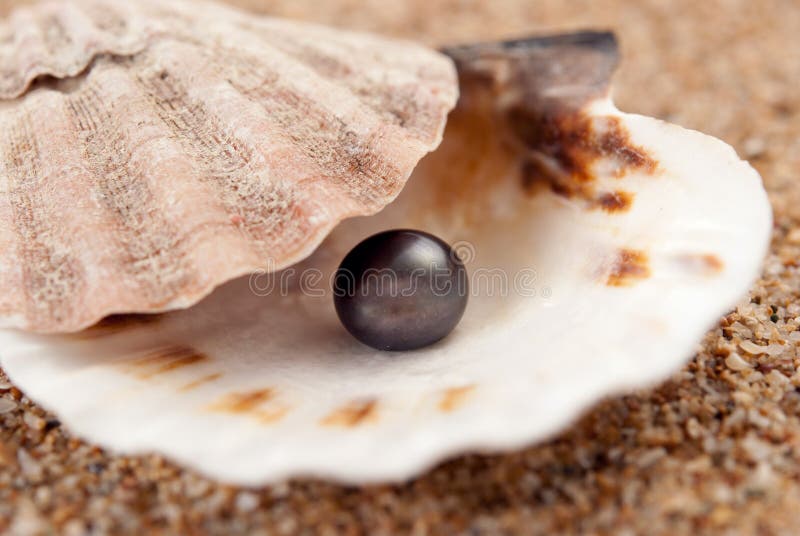 Pearl on the seashell stock photo. Image of multi, beach - 32501520