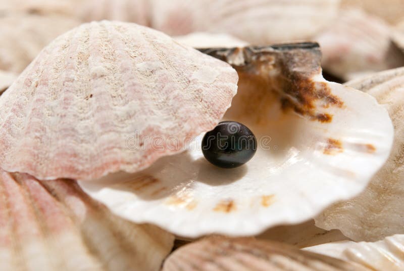 Pearl on the seashell stock photo. Image of locations - 32501912