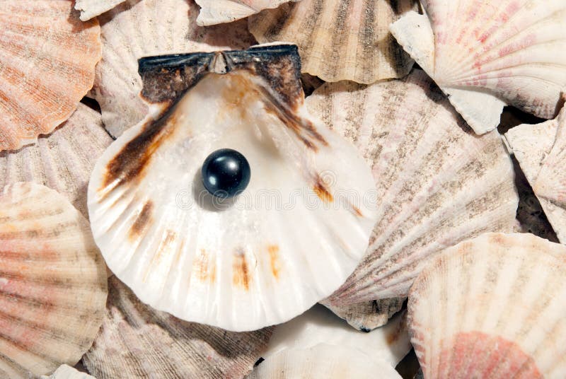 Pearl on the seashell stock image. Image of scenics, animals - 32502159