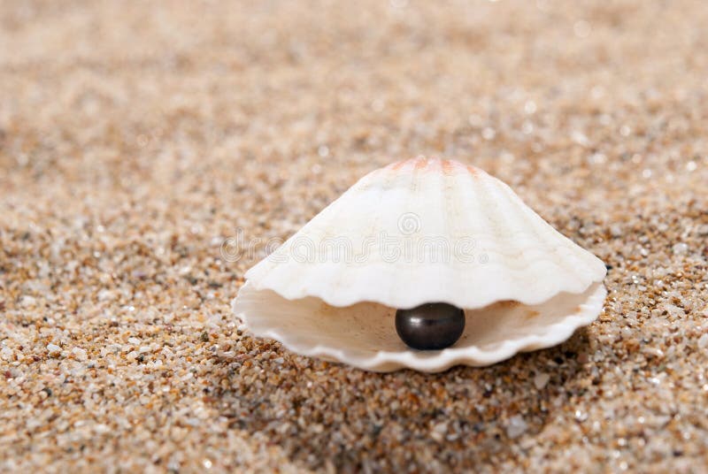 Pearl on the seashell stock image. Image of beach, striped - 32502337