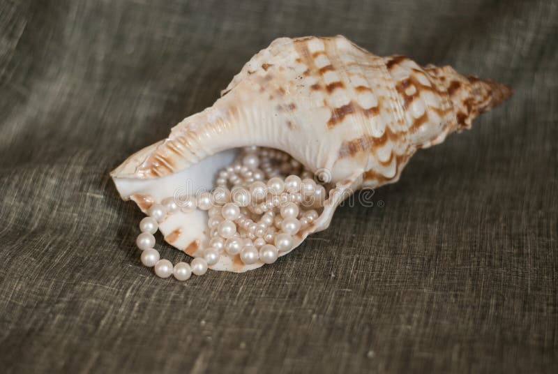 Pearl and seashell stock photo. Image of classic, precious - 35275070