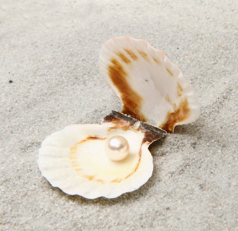 Pearl in shell stock image. Image of valuable, sand, beach - 16932215