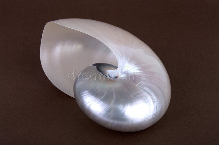 612 Fossil Pearl Stock Photos - Free & Royalty-Free Stock Photos from ...