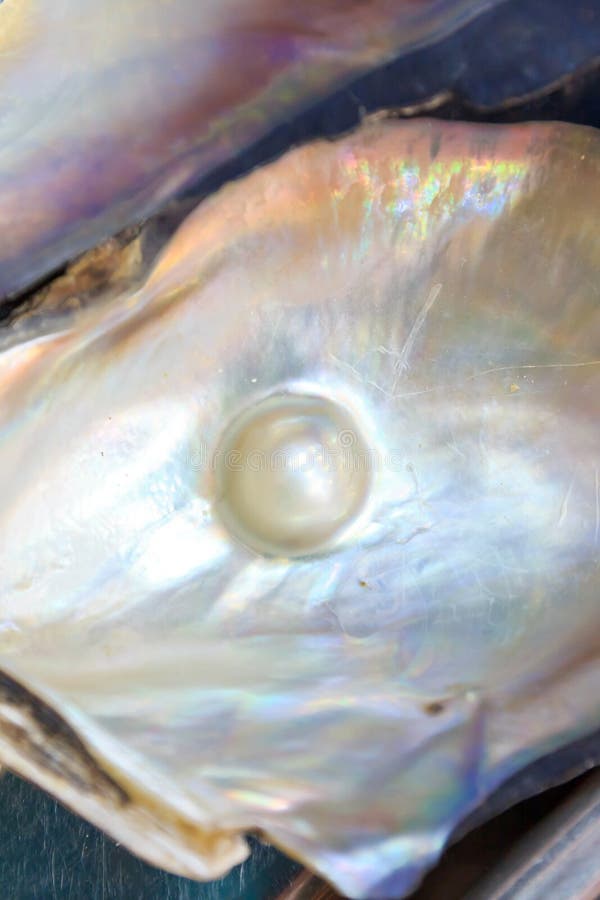 Pearl on shell stock image. Image of ocean, detail, ball - 38183997