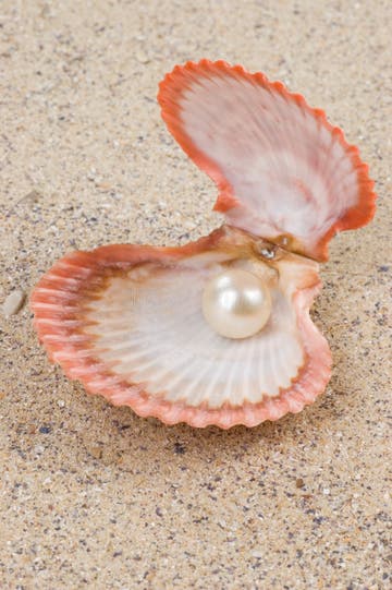 Pearl in shell stock photo. Image of luxury, shape, underwater - 4459008