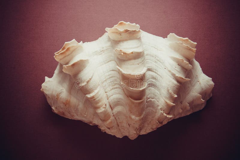 Pearl Shell on Bright Background Stock Image - Image of equipment ...