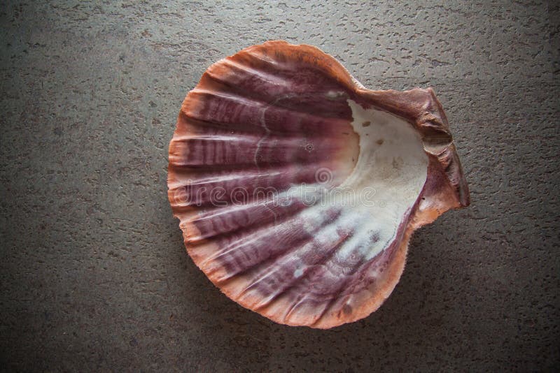 Pearl Shell on Bright Background Stock Image - Image of macro, jewel ...