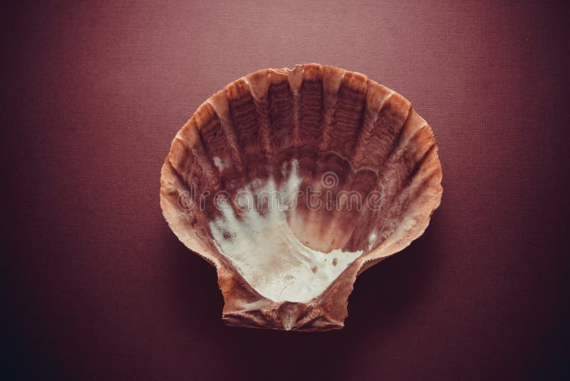 Pearl Shell on Bright Background Stock Photo - Image of inside, medical ...