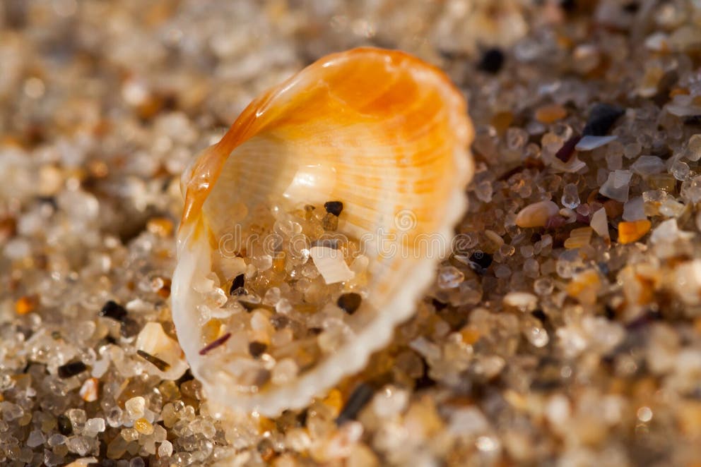 Pearl shell stock photo. Image of beauty, nature, freedom - 79059458