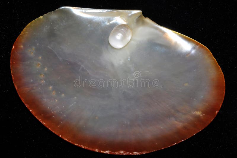 Pearl in Shell stock image. Image of shells, color, asia - 339460843