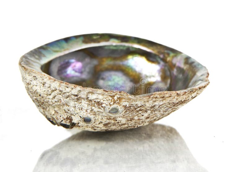 Pearl Shell Isolated on White Background, Nature Background Wallpaper ...