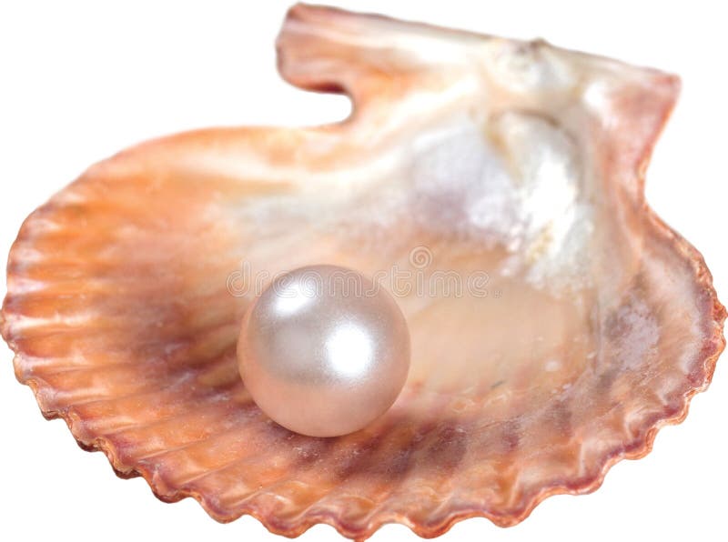 Pearl in a Shell - Isolated Stock Image - Image of shell, oyster: 112470407
