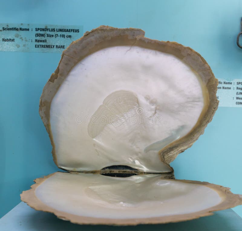 Pearl Shell at Mallapuram India Seashell Museum, Chennai Editorial ...