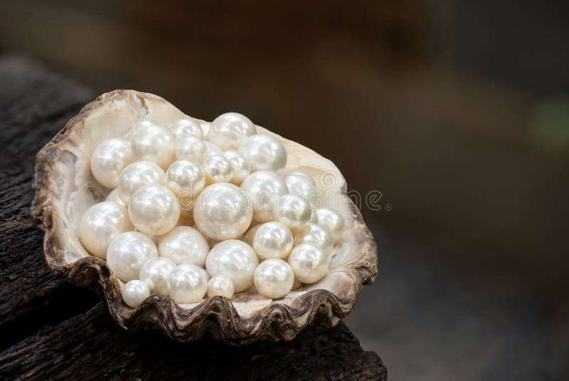 Pearl on Shell and on Nature Background Stock Image - Image of bracelet ...