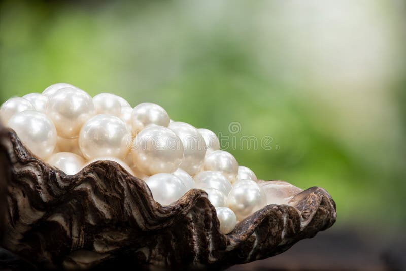 Pearl on Shell and on Nature Background Stock Photo - Image of nacre ...