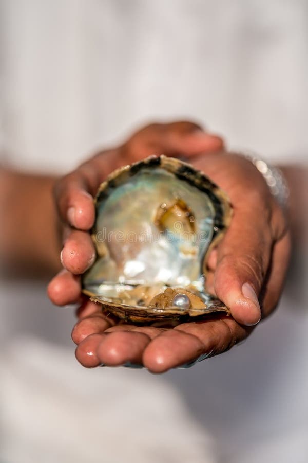 Pearl in Shell on Open Hands Stock Photo - Image of open, hold: 239294844