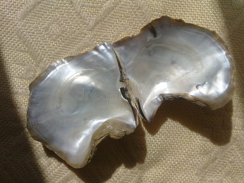 Pearl Shell. stock photo. Image of nature, shimmer, shiny - 53670880