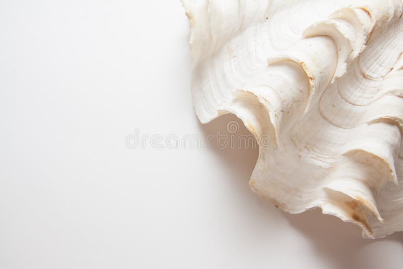 Pearl shell stock image. Image of implant, natural, dental - 70362609