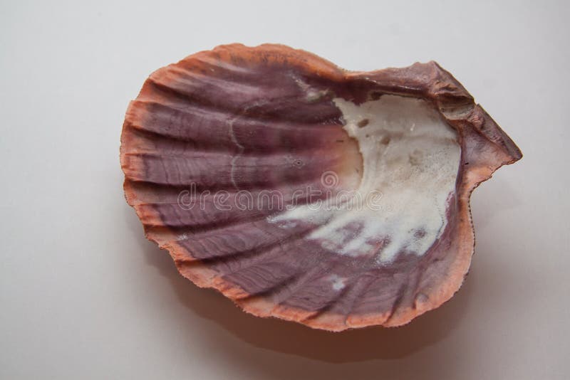 Pearl shell stock image. Image of medical, hygiene, beautiful - 72962947