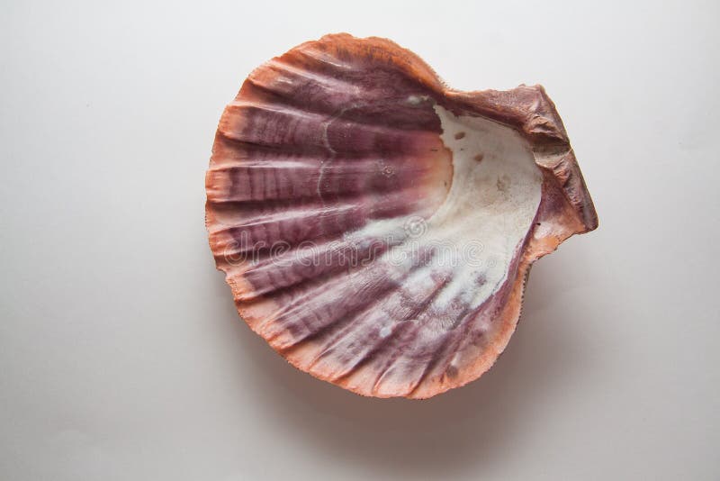 129 Seashell Anatomy Photos - Free & Royalty-Free Stock Photos from ...