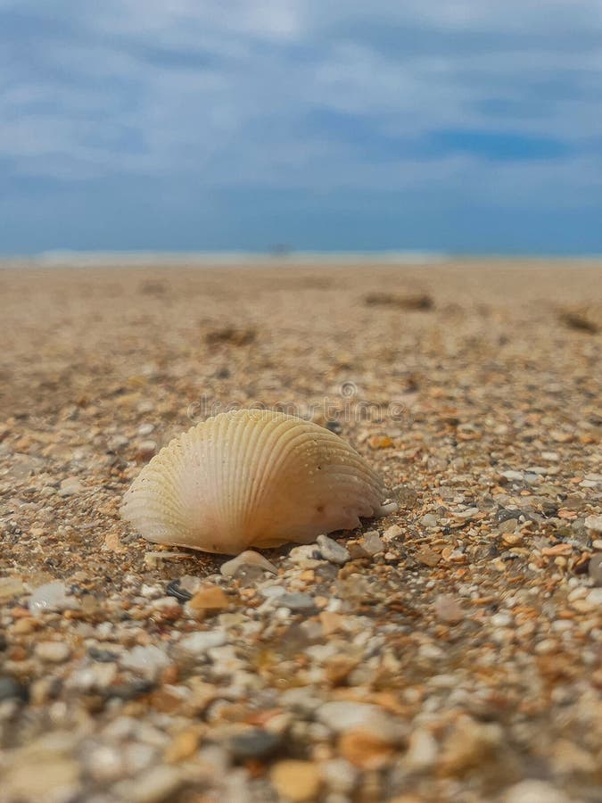Pearl Shell Standing Out Amidst Thousands of Pebbles and Pieces of ...