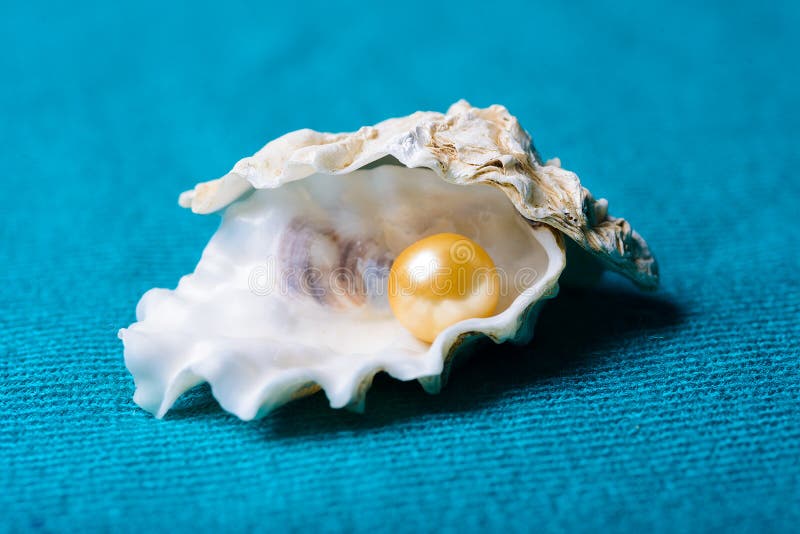Pearl in shell stock image. Image of perfect, blue, scallop - 62020853