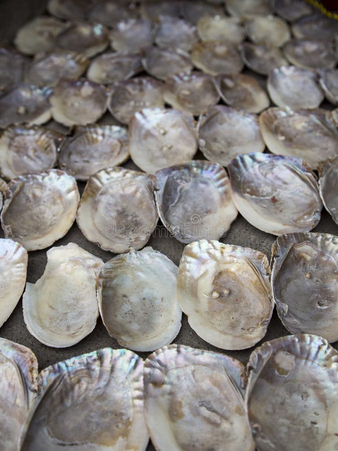 Pearl shells stock image. Image of bright, glossy, decoration - 51063067