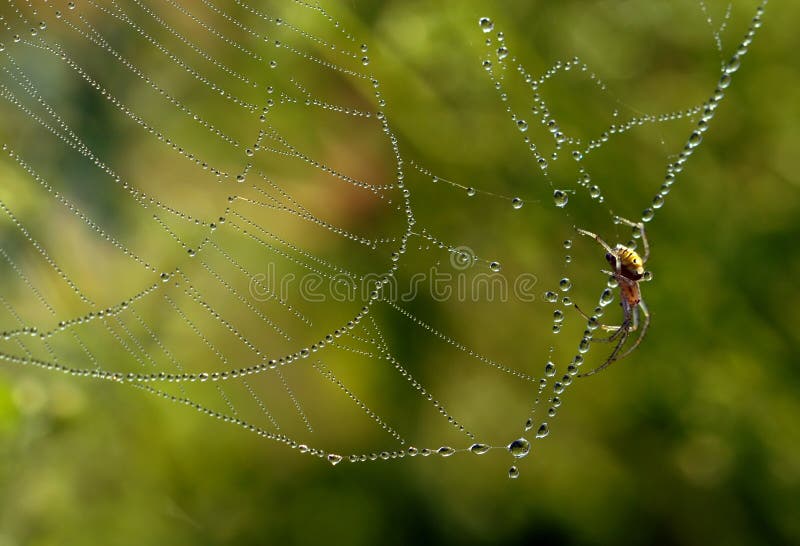 Pearl spider web. stock photo. Image of scene, impossible - 5540608