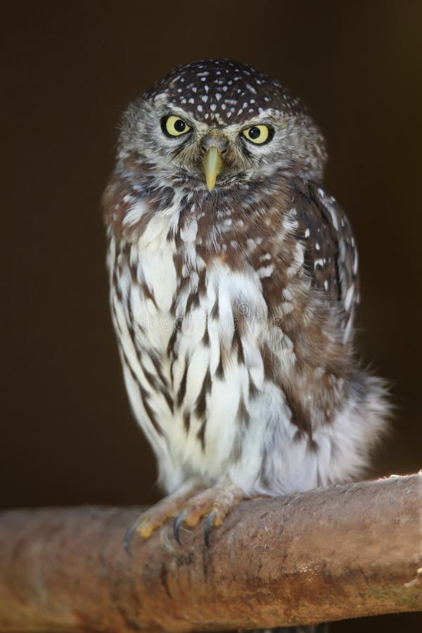 Pearl-spotted Owl Bird stock photo. Image of spots, plumage - 38204448