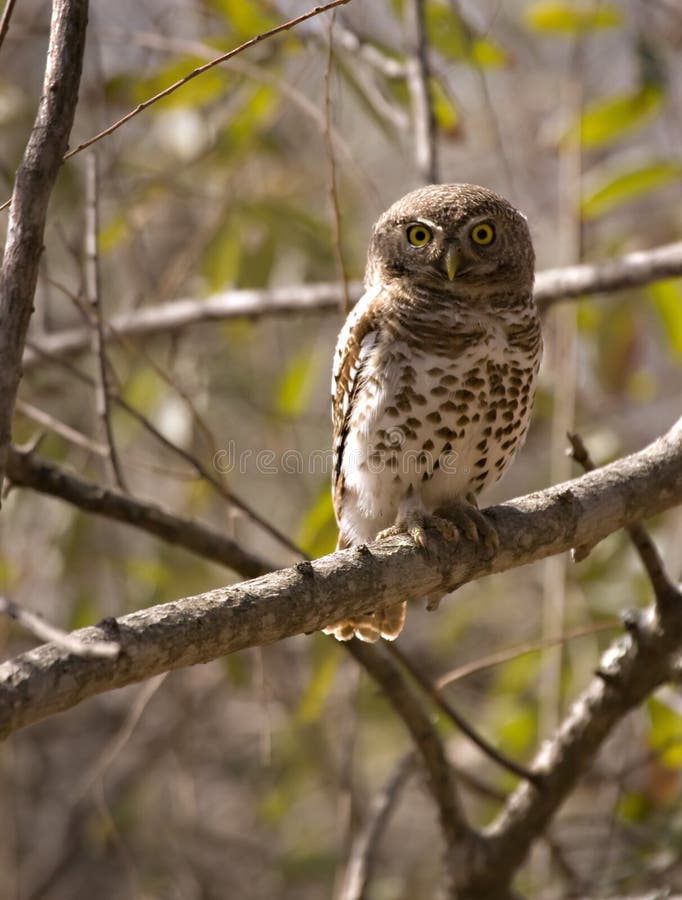 Pearl-spotted owl stock image. Image of look, park, bird - 1167555