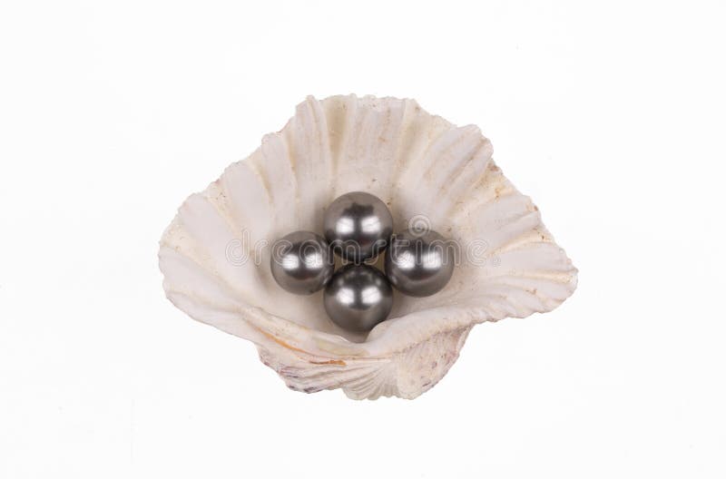 Pearl in White Sea Shell Isolated on White Stock Photo - Image of ...
