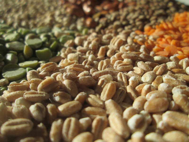 Pearled Wheat and Grain Legumes Stock Photo - Image of agriculture ...