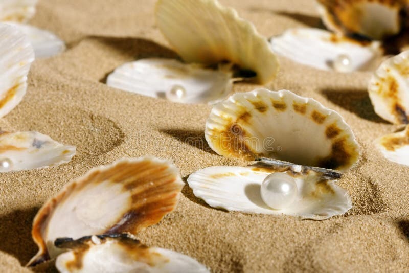 Pearls in seashell stock image. Image of lagoon, pearl - 10005179