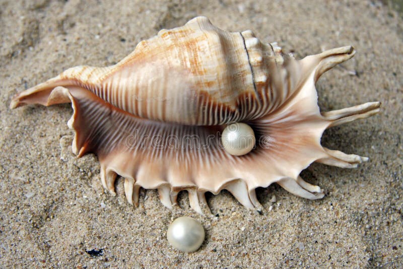 Pearls and shell stock image. Image of calcium, gift - 22948467