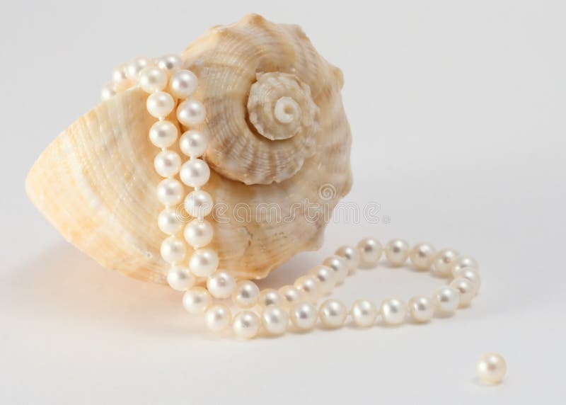 Pearls and shell stock photo. Image of jewelry, beach - 3814356
