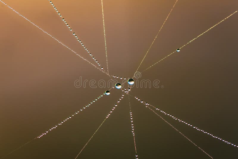 Pearls on a Spider Web String Stock Photo - Image of spiderweb, droppar ...