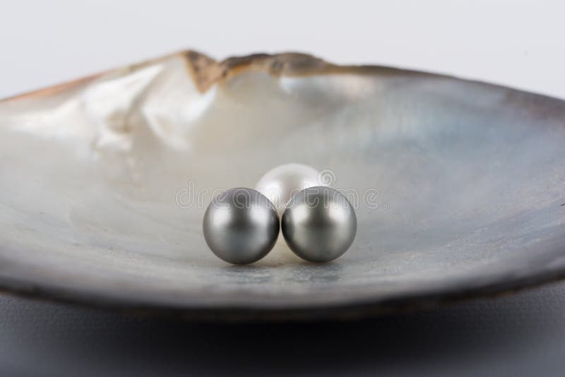 Shell stock photo. Image of shore, detail, coast, background - 44195306