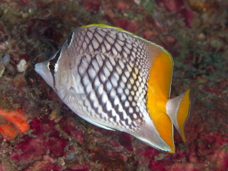 Pearlscale-Butterflyfish Chaetodon-xanthurus Stockbild - Bild von frech ...