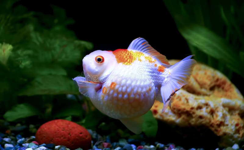 Pearlscale Del Pez De Colores Foto de archivo - Imagen de marina ...