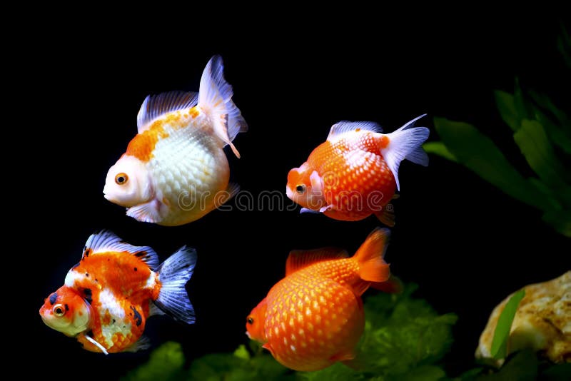 Pearlscale Del Pez De Colores Imagen de archivo - Imagen de fondo ...