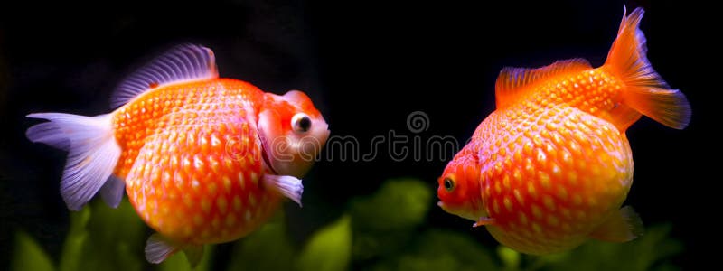 Pearlscale Del Pez De Colores Imagen de archivo - Imagen de brillante ...