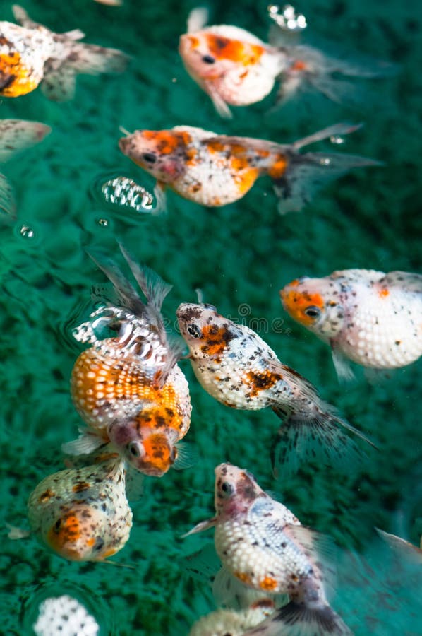 The Pearlscale Goldfish in China Stock Image - Image of freedom, life ...